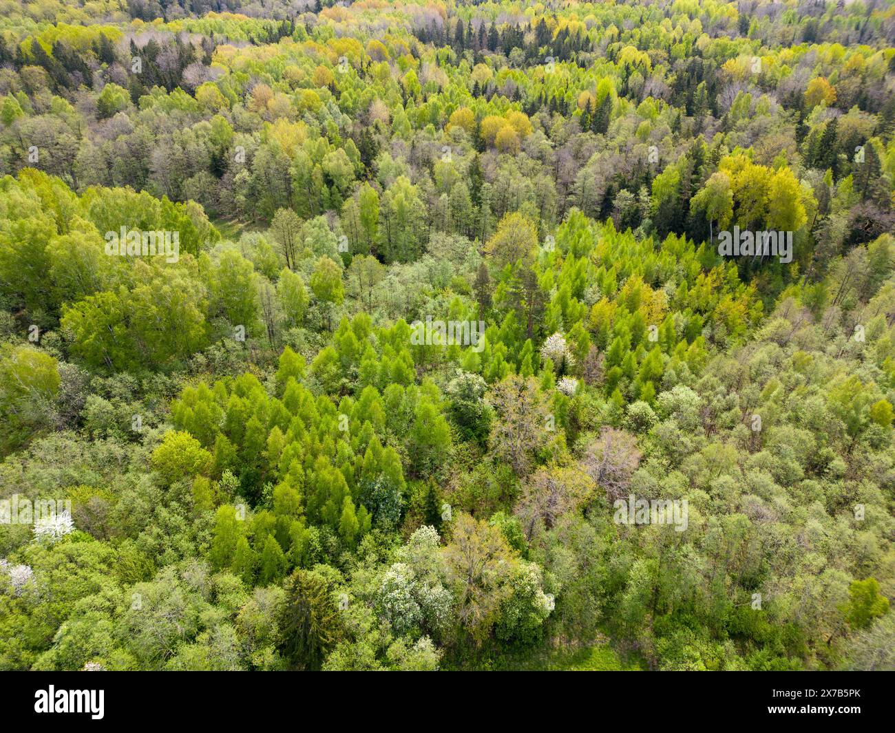 Aerial top down evergreen coniferous hi-res stock photography and ...