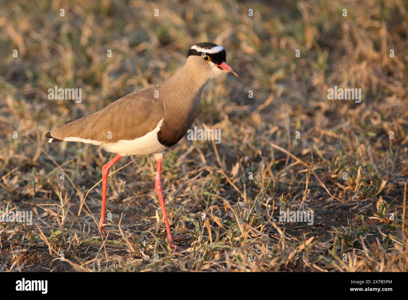 Kronenkiebitz / Crowned plover or Crowned lapwing / Vanellus coronatus ...
