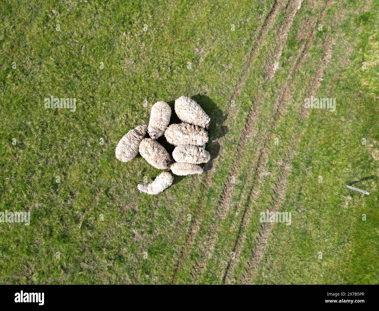Aerial view herd sheep hi-res stock photography and images - Alamy