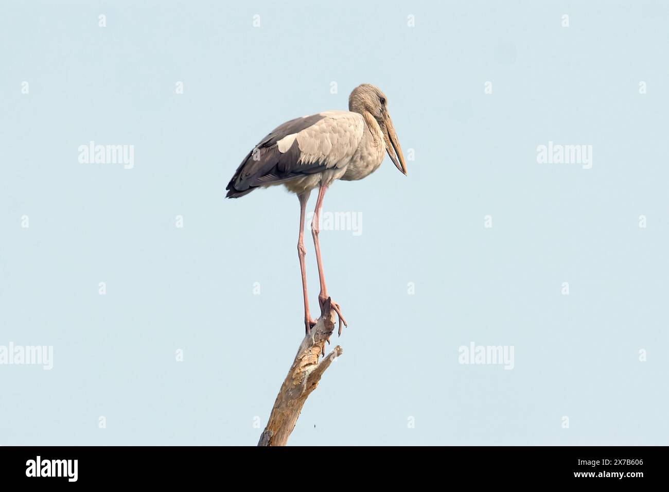 Asian openbill stork standing elegantly on single branch Stock Photo ...