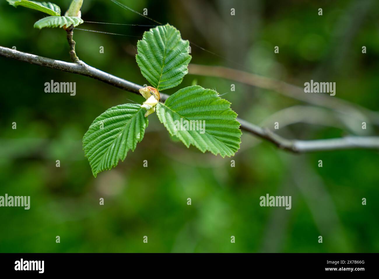 Leaves of alder tree hi-res stock photography and images - Alamy