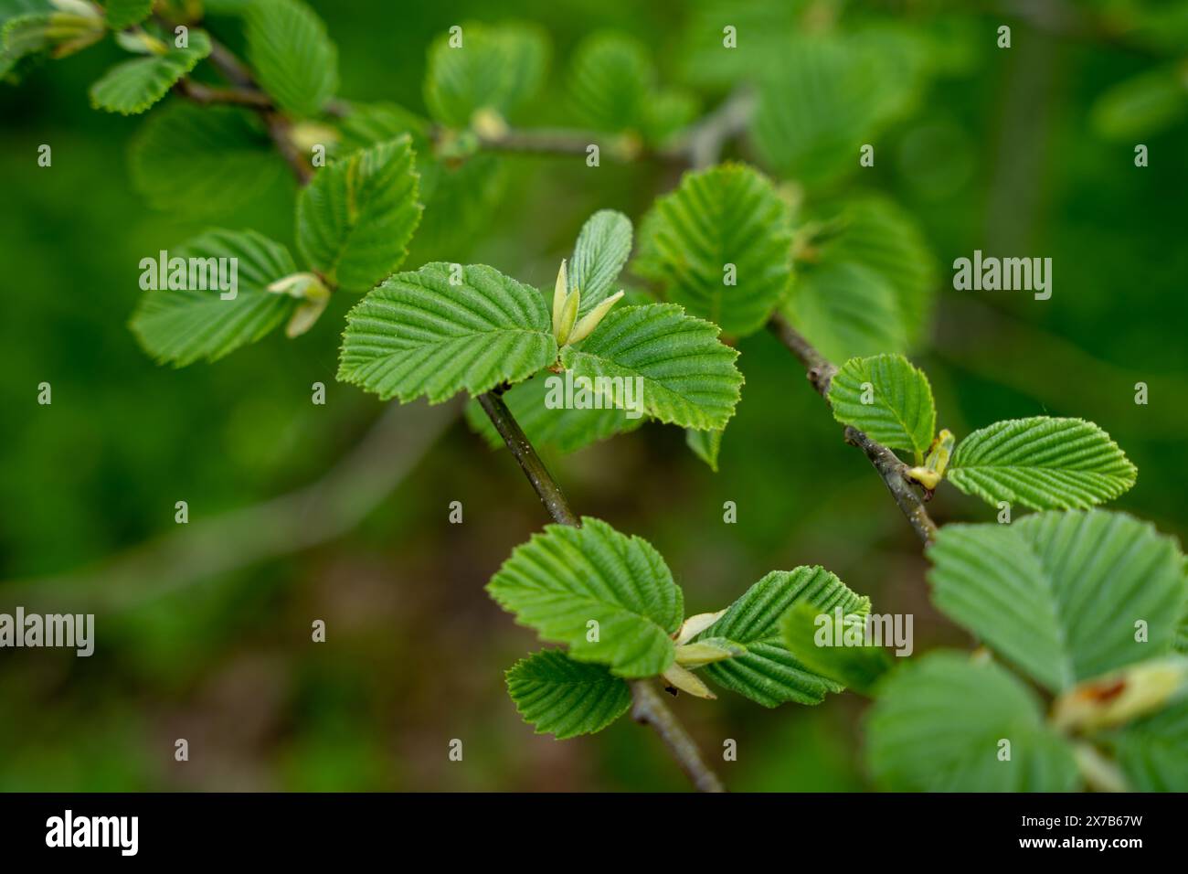 Fresh green leaves of alder tree Stock Photo - Alamy