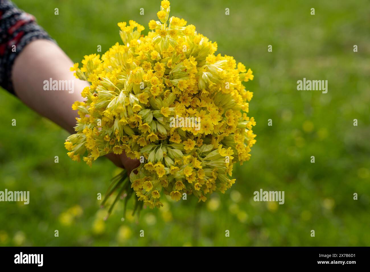 Hand holding bunch of cowslip, common cowslip, cowslip primrose ...
