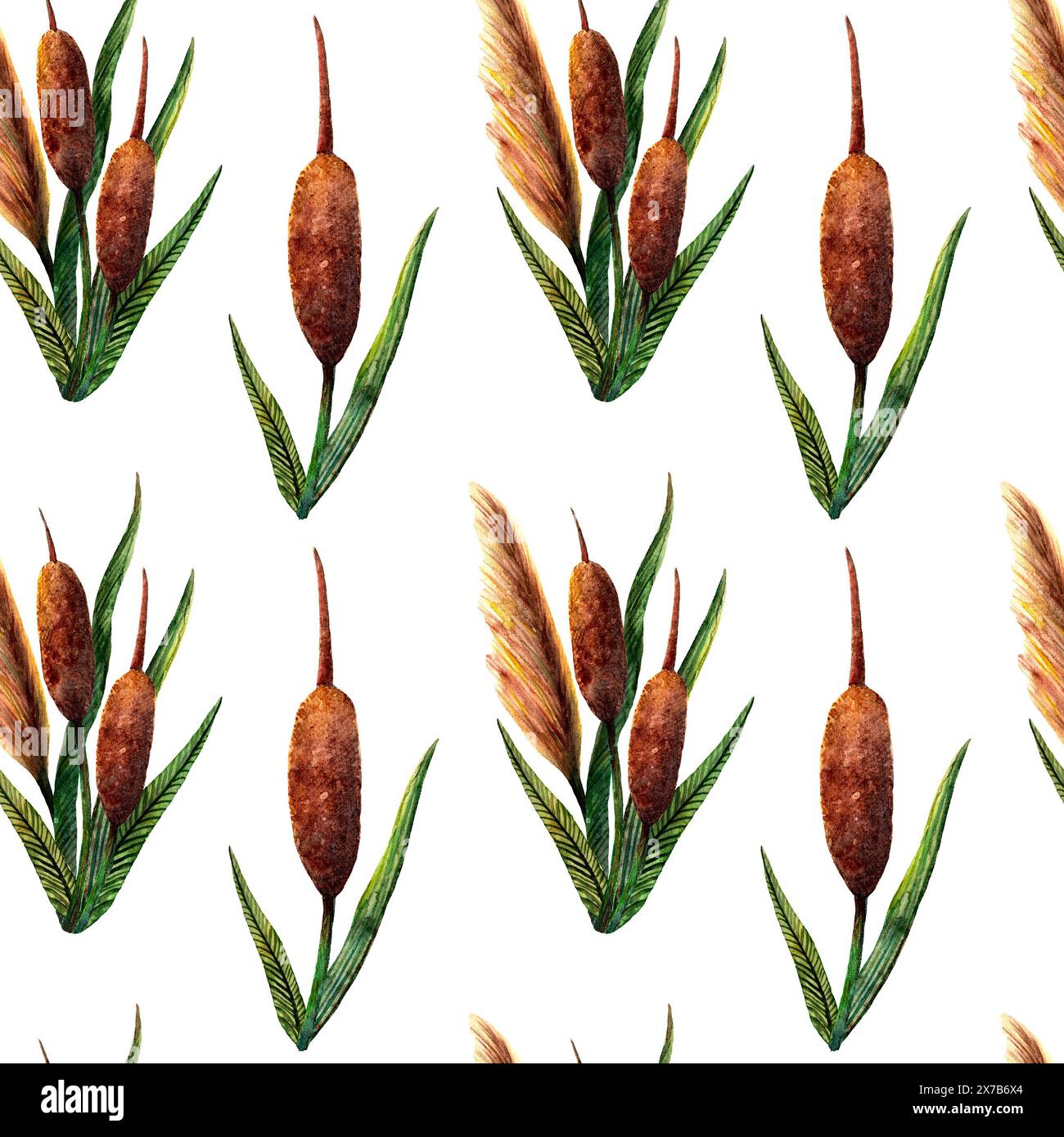 Watercolor pattern with cattails and leaves on white background ...