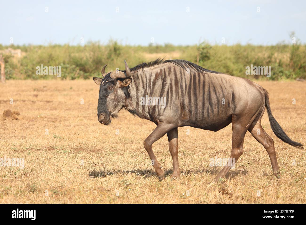 Streifengnu / Blue wildebeest / Connochaetes taurinus Stock Photo - Alamy