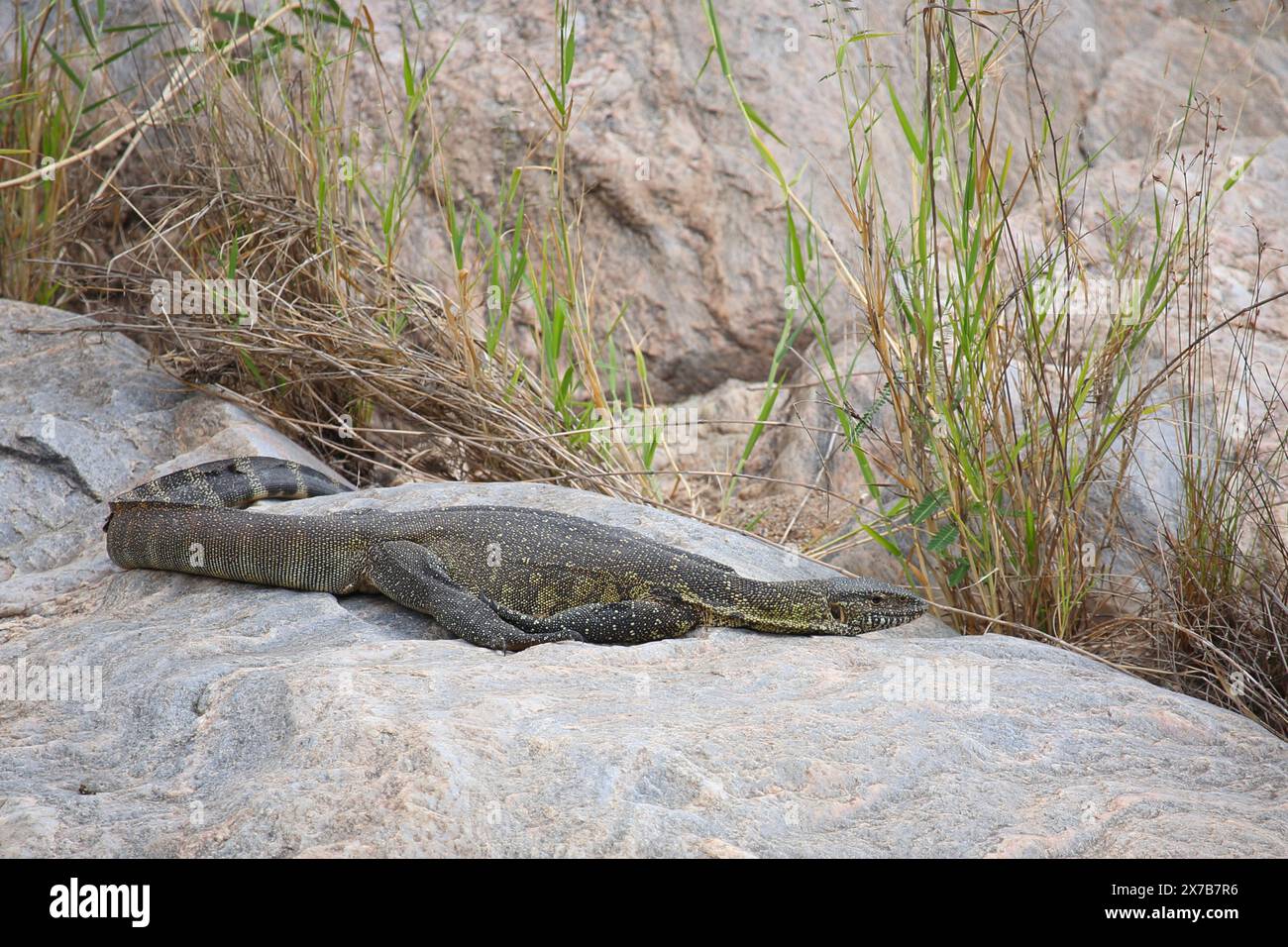 Nilwaran / Nile monitor / Varanus niloticus Stock Photo - Alamy