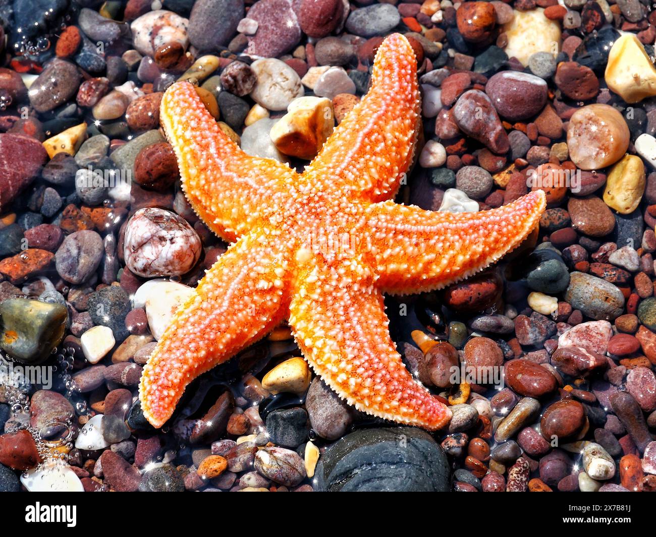 Lumpy starfish hi-res stock photography and images - Alamy