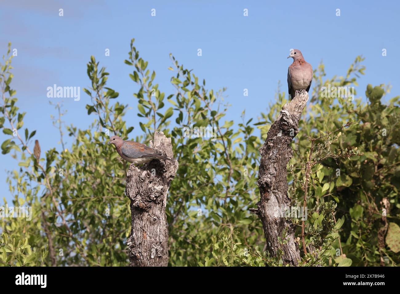 Palmtaube oder Senegaltaube / Laughing dove or Little brown dove ...