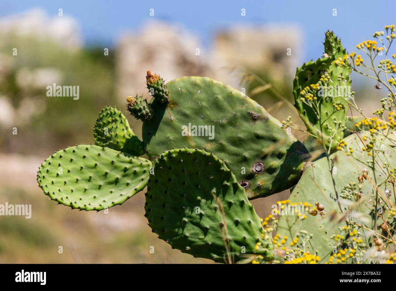 wild cactus plant in the Maltese countryside of Marsaskala, Malta Stock ...