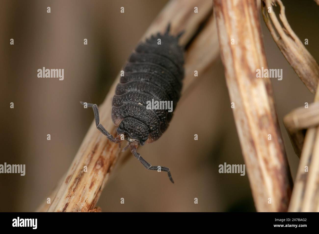 Common Rough Woodlouse - Porcellio scaber Stock Photo - Alamy