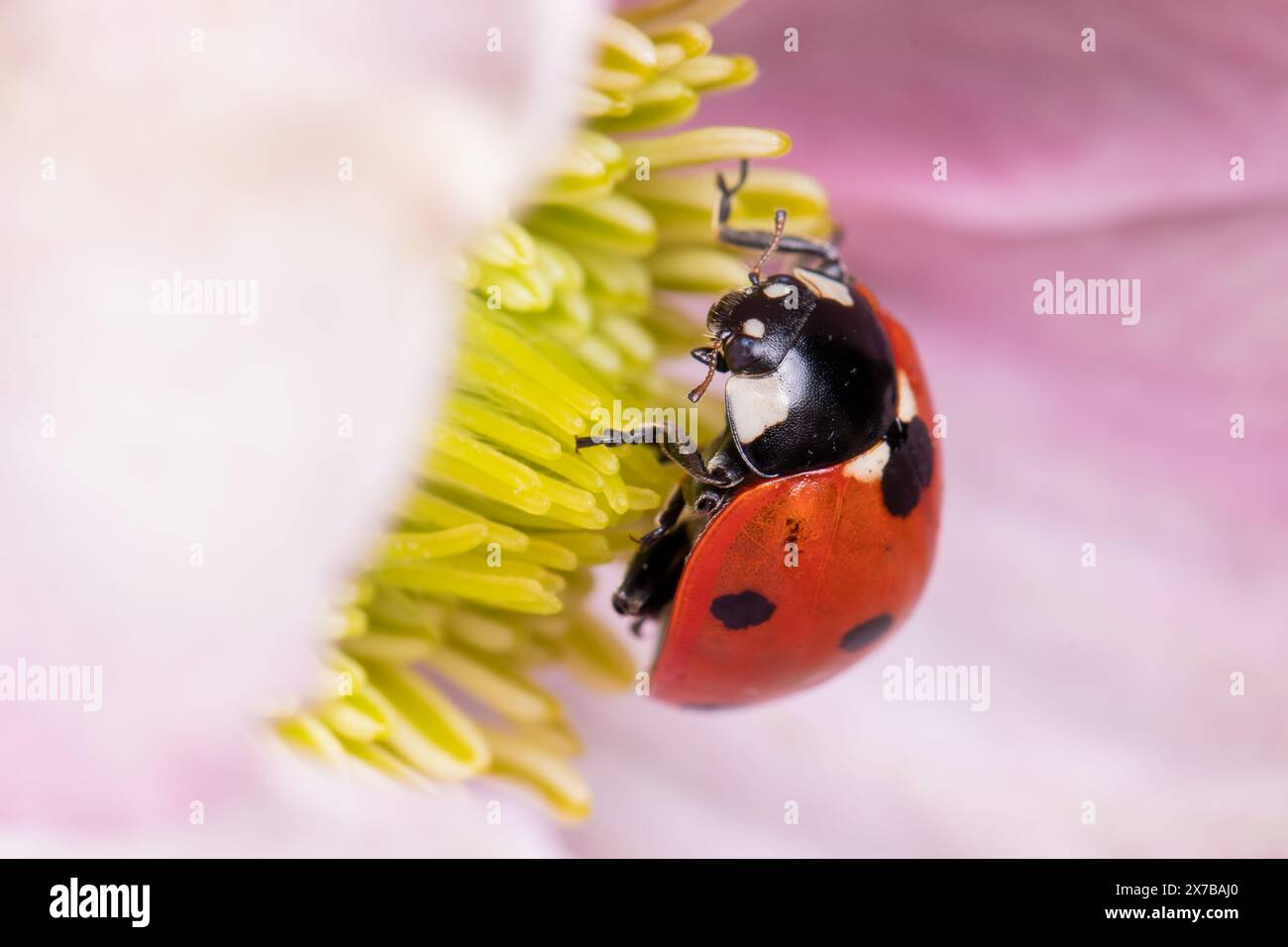 Seven-Spot Ladybird (Coccinella septempunctata) on a clematis flower ...