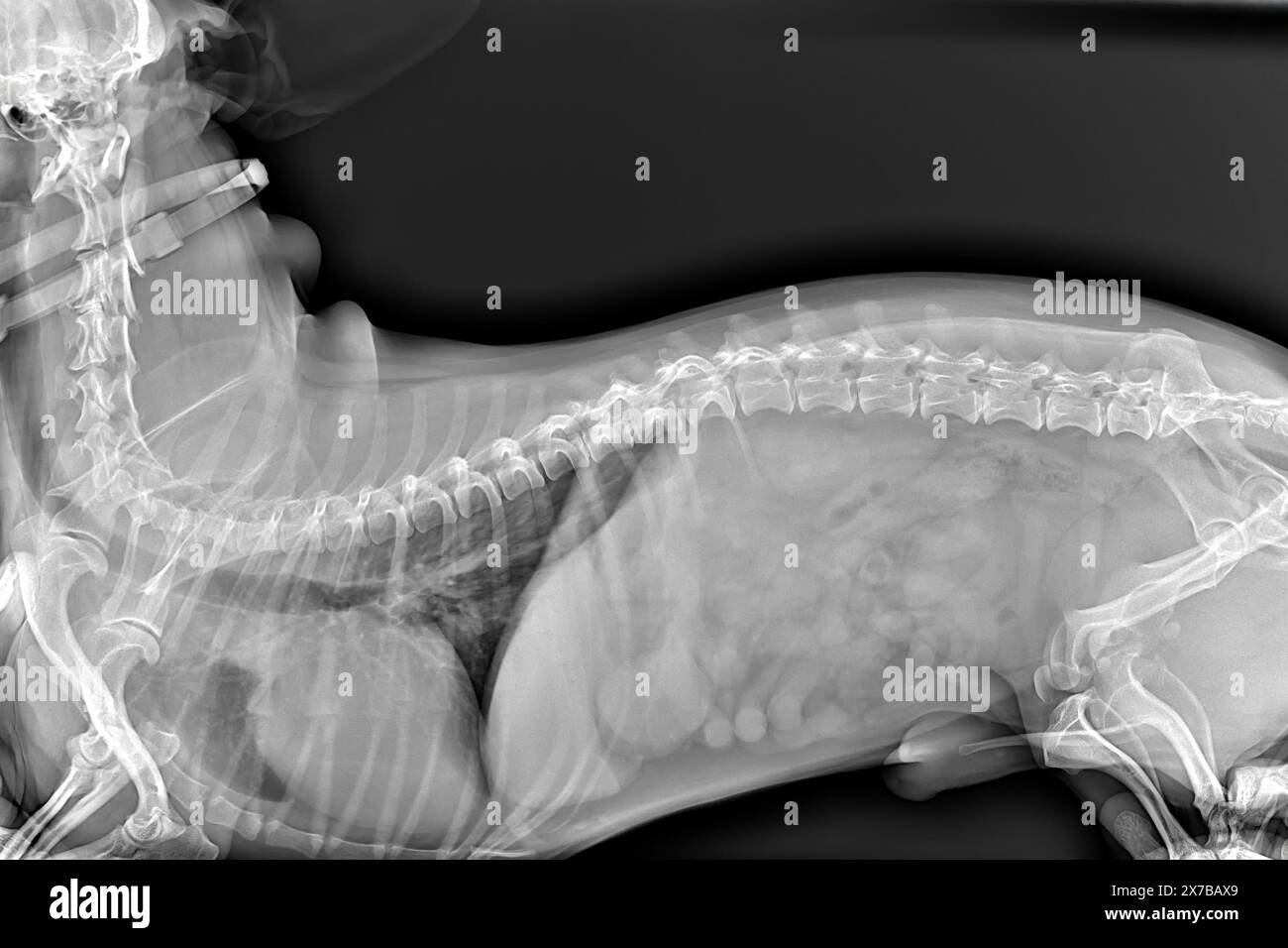 X-ray of the dog, treatment of the spine in a modern veterinary clinic ...