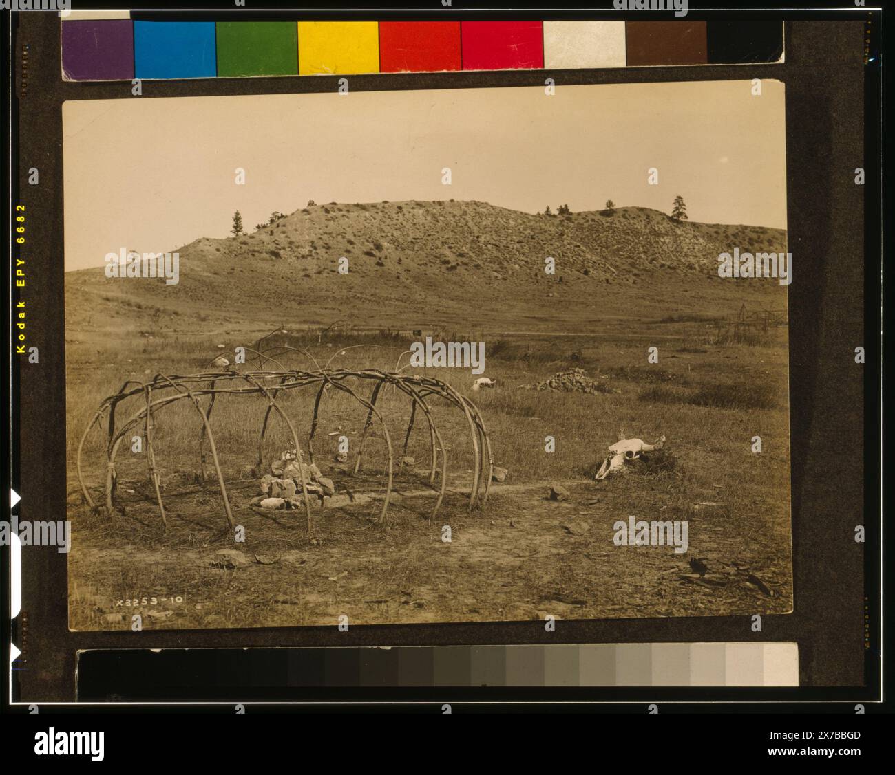 Sweat lodge frame - Cheyenne, Curtis no. 3253-10., Forms part of ...