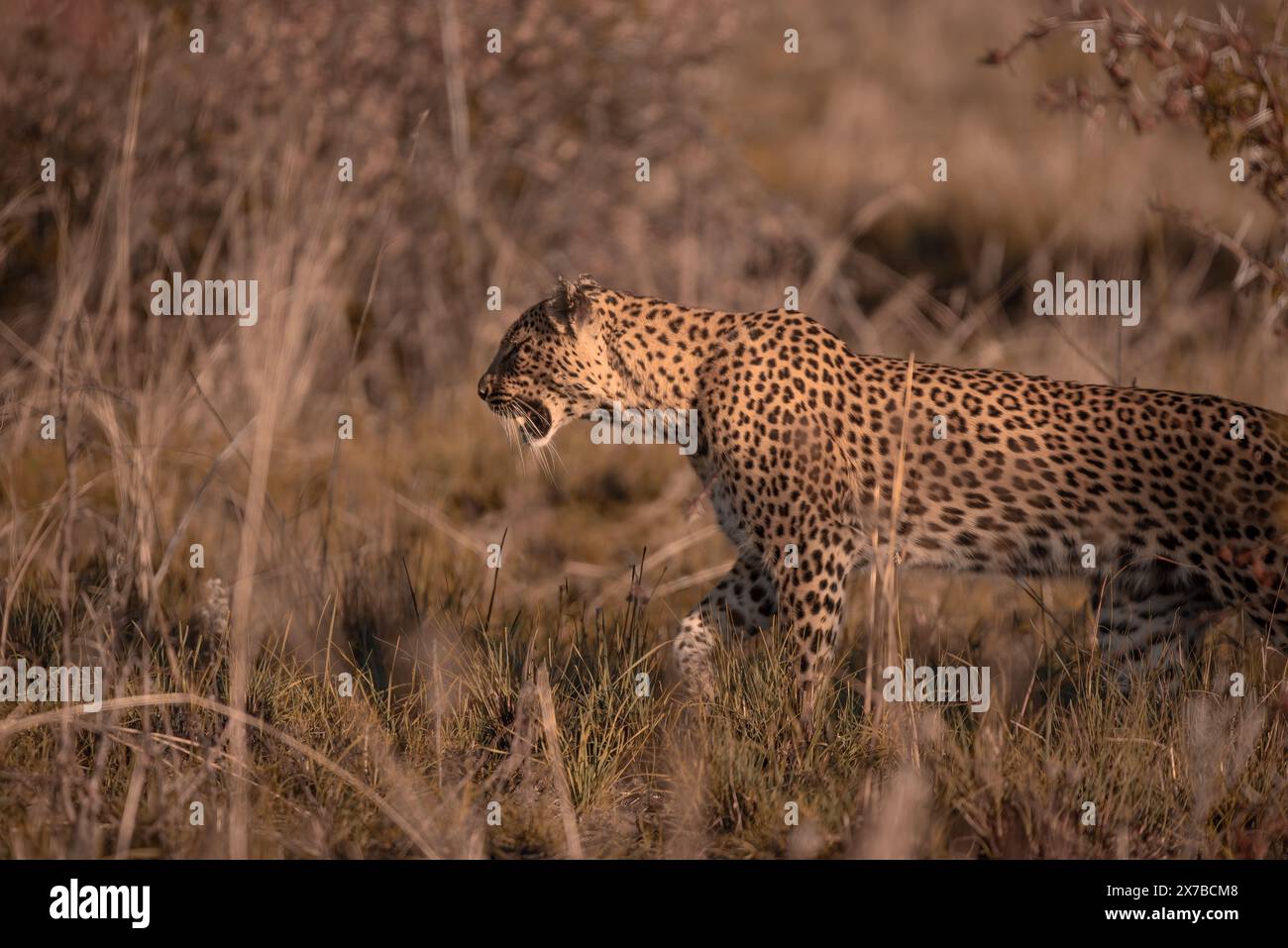 An African Leopard, Panthera pardus pardus, in the Pilanesberg National ...