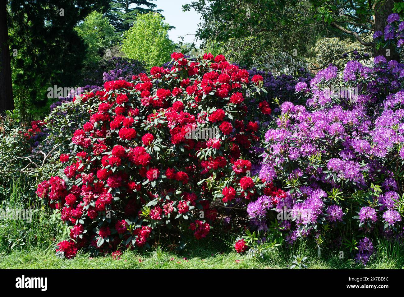 Iver, UK. 19th May, 2024. It was a beautiful sunny and warm day in ...
