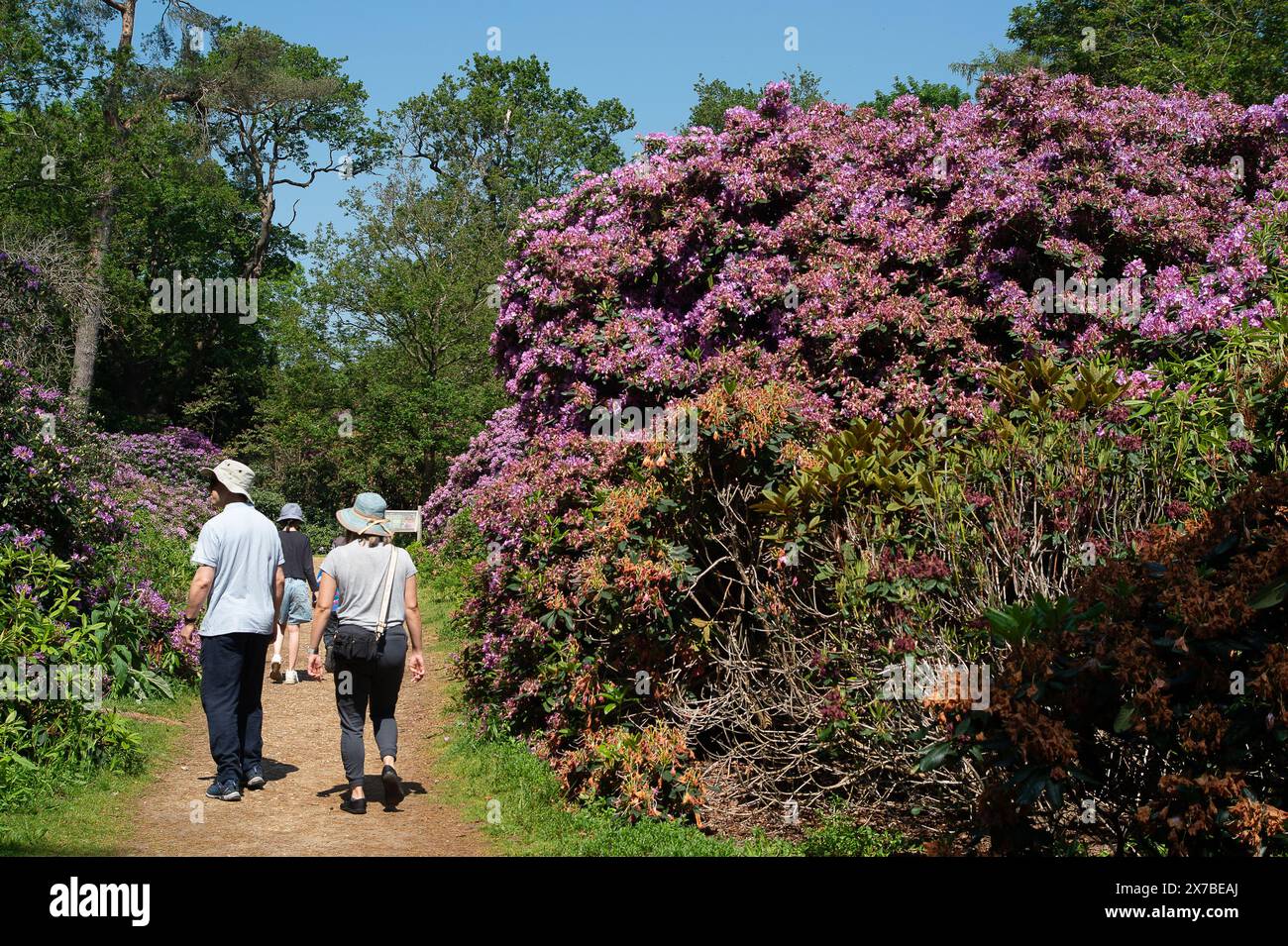 Iver, UK. 19th May, 2024. It was a beautiful sunny and warm day in ...