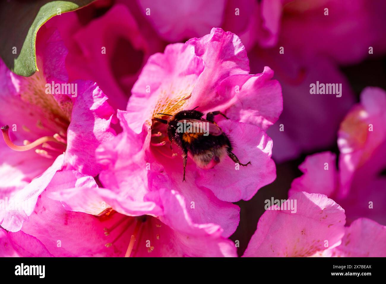 Iver, UK. 19th May, 2024 Stock Photo - Alamy