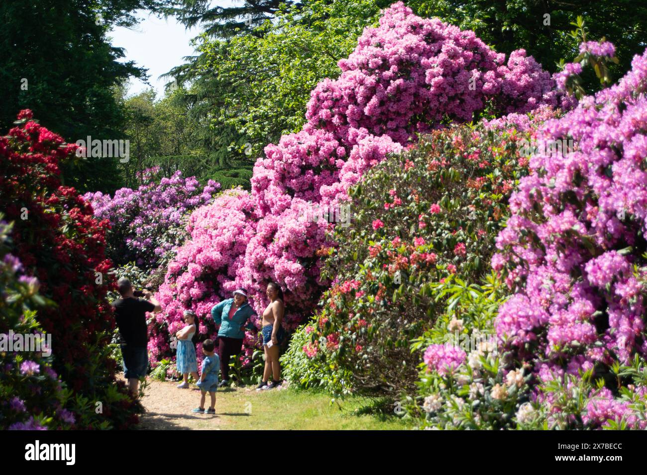 Iver, UK. 19th May, 2024. It was a beautiful sunny and warm day in ...