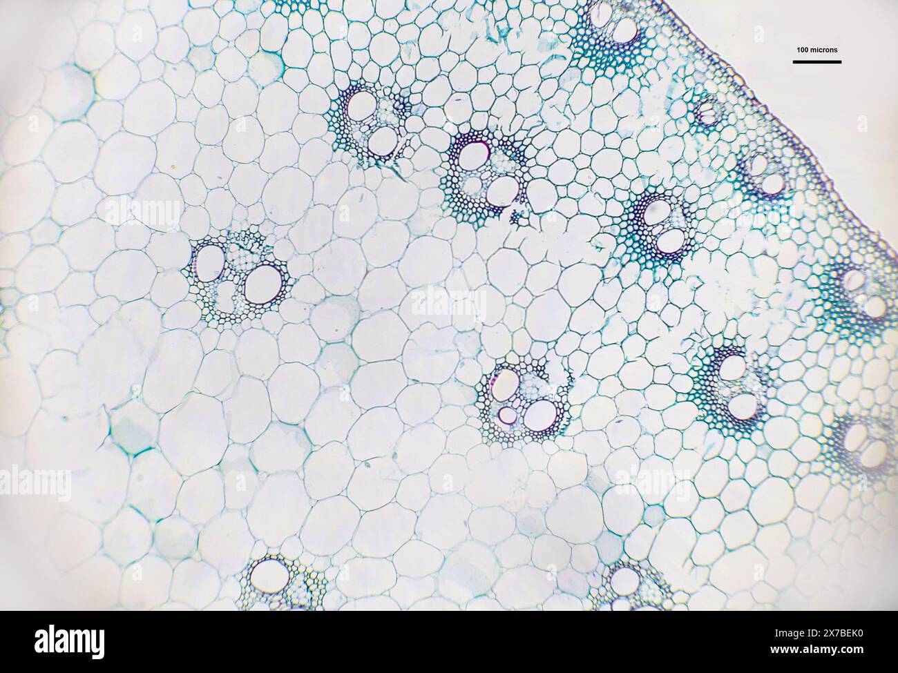 transverse section of a Maize stem under a microscope at 10 times ...