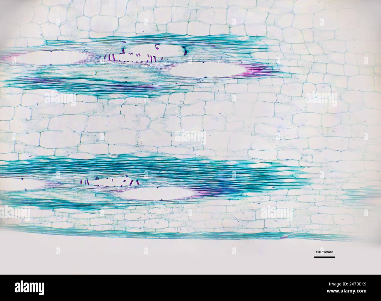 Longitudinal section of a Maise plant under the microscope at 10 times ...
