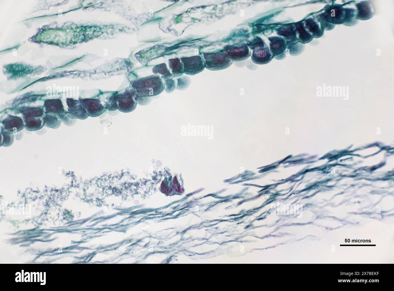 Germinating pollen longitudinal section stigma under a light microscope ...