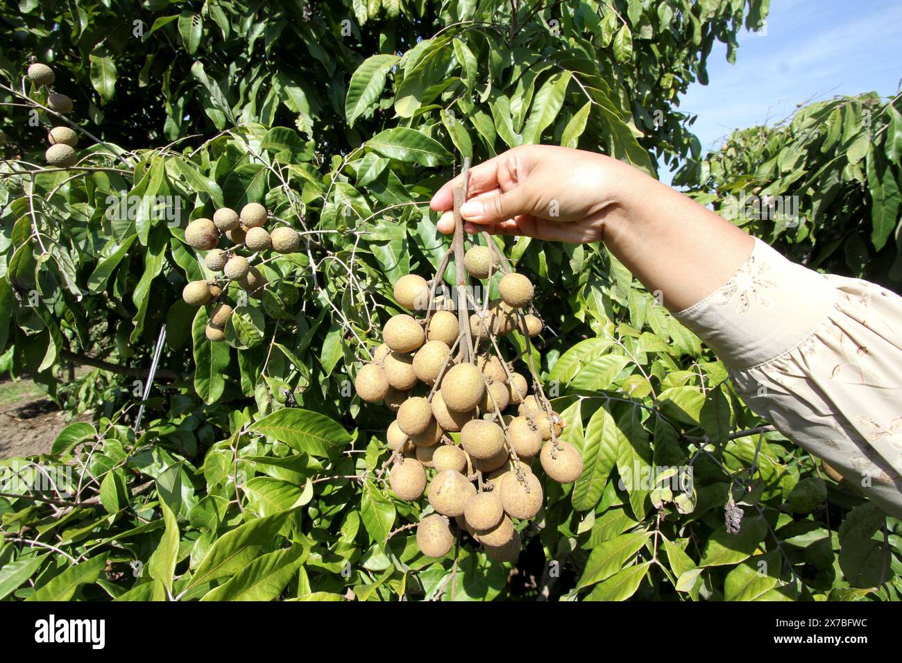 (240519) -- SUKOHARJO, May 19, 2024 (Xinhua) -- A villager shows longan ...