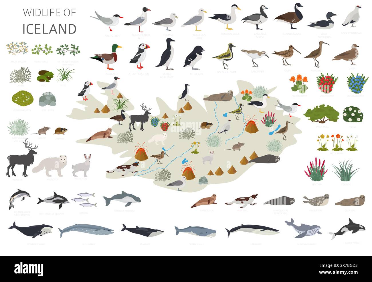 Flat design of Iceland wildlife. Animals, birds and plants constructor ...
