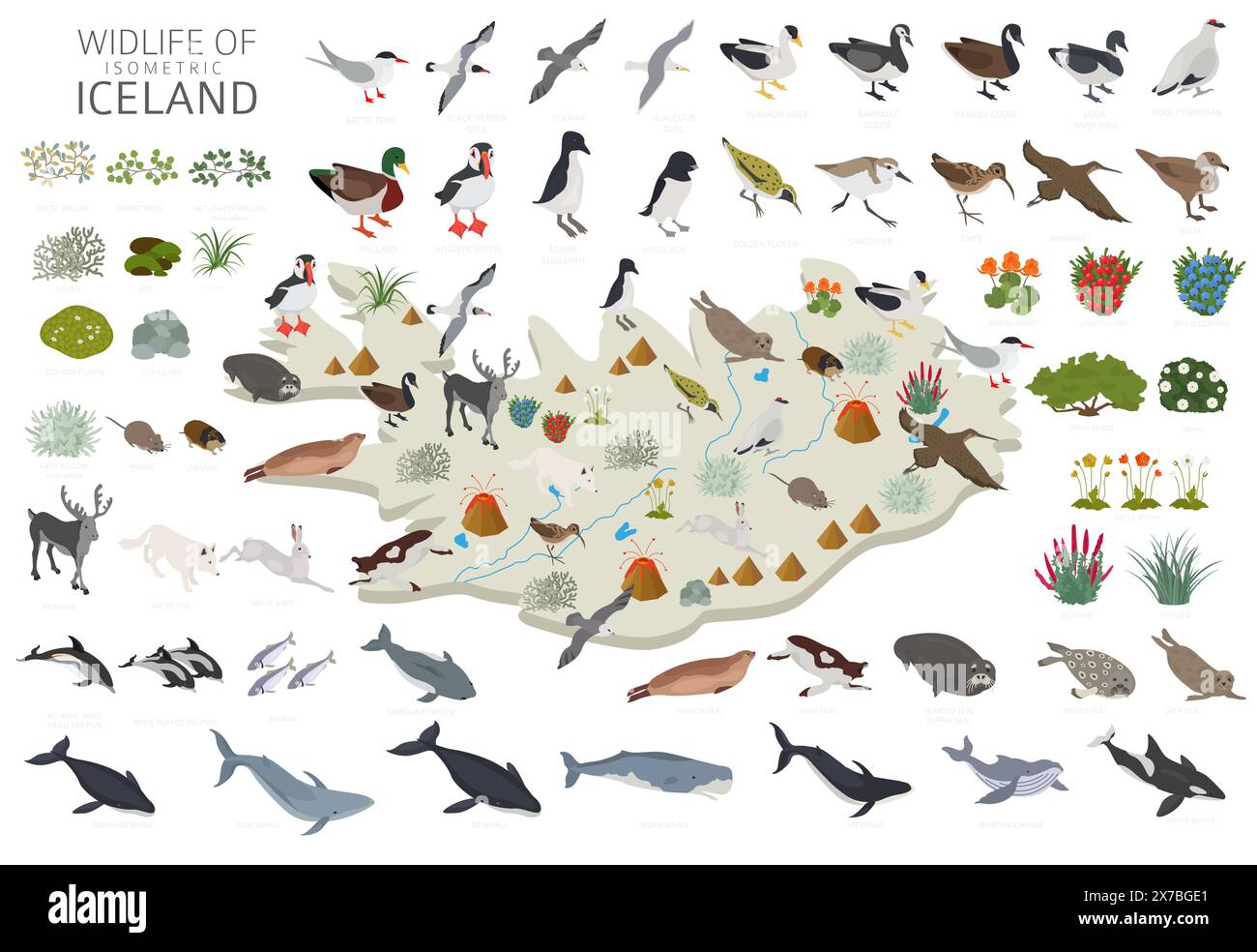 Isometric design of Iceland wildlife. Animals, birds and plants ...