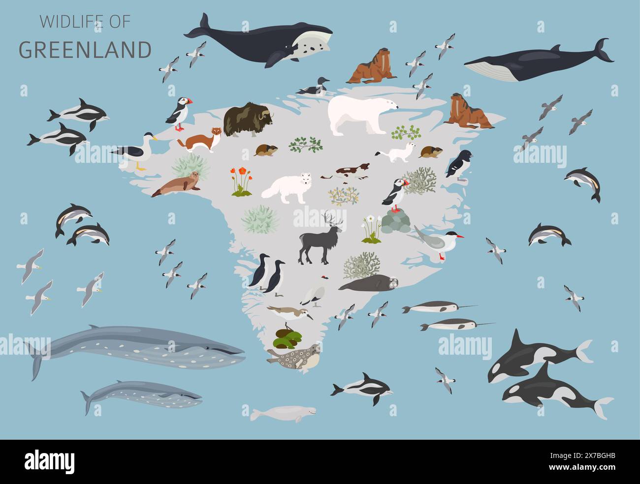 Greenlandic Geography. Design of Greenland wildlife. Animals, birds and ...
