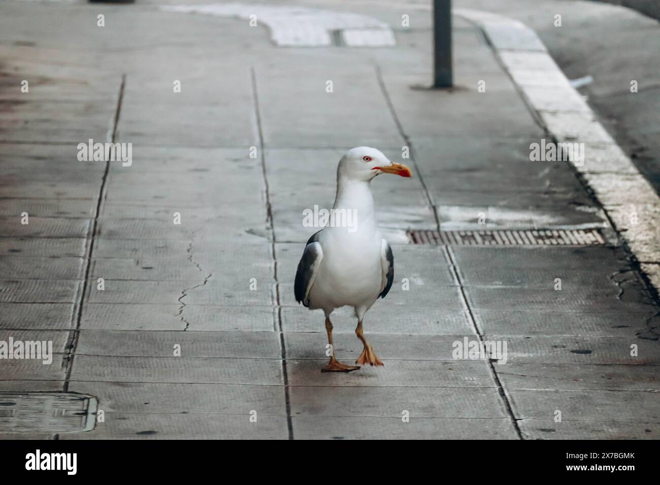 A seagull walks along the pavement in Nice, France Stock Photo - Alamy