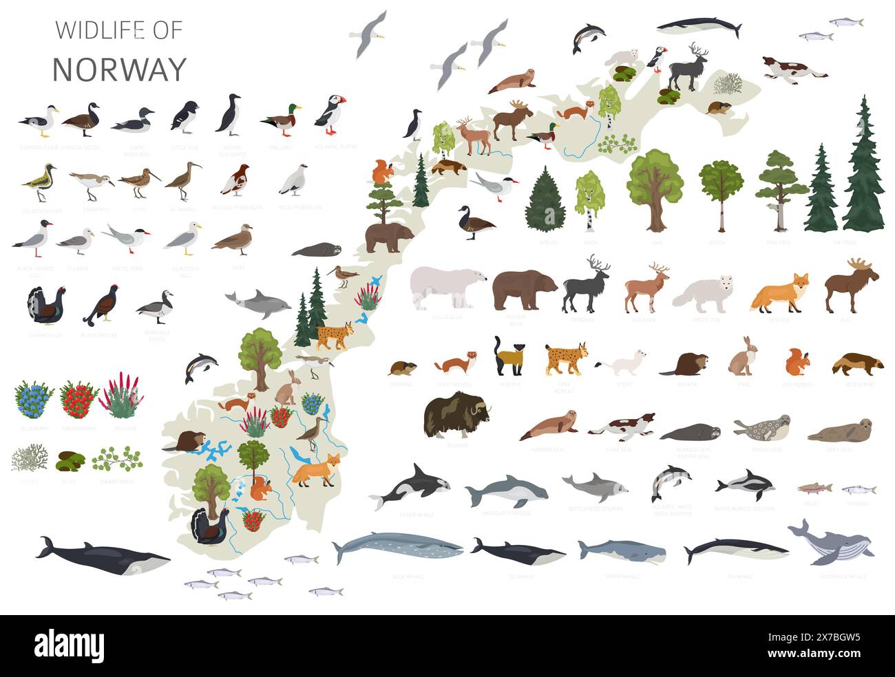 Norway wildlife geography. Animals, birds and plants constructor ...