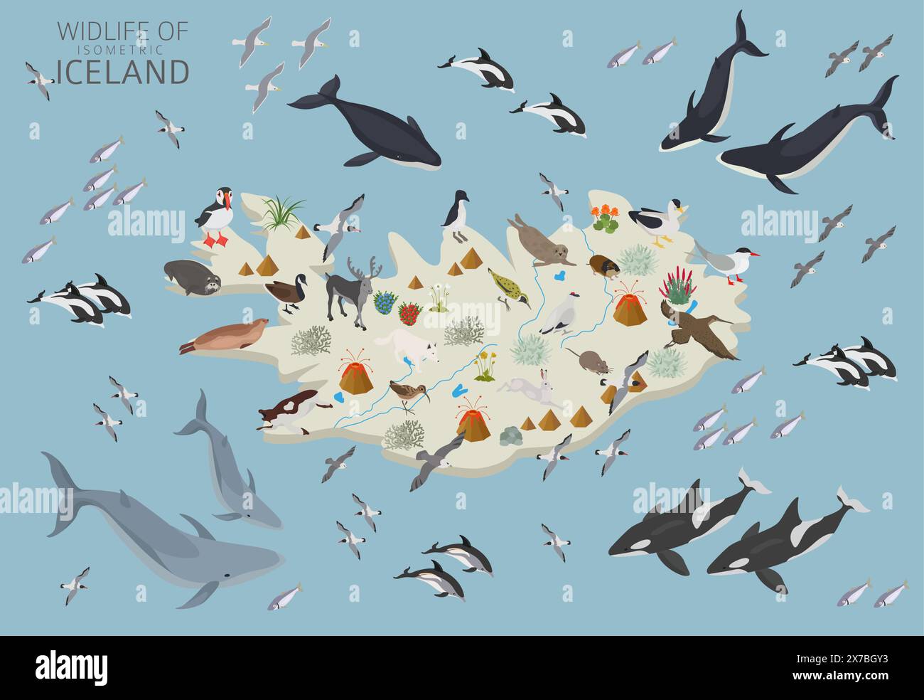 Isometric design of Iceland wildlife. Animals, birds and plants ...