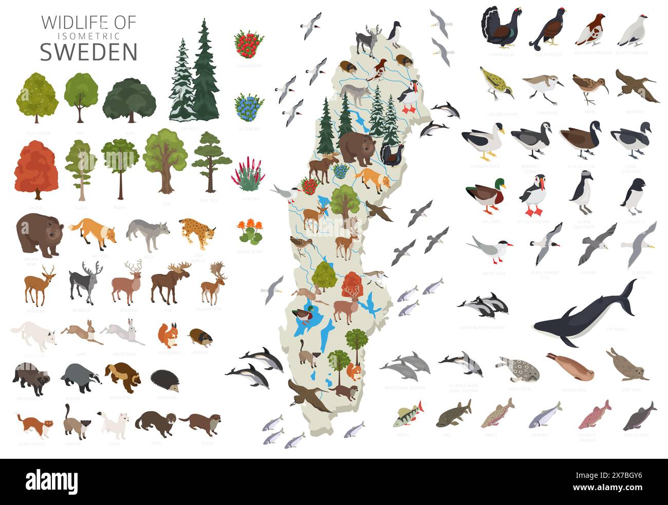 Sweden wildlife isometric geography. Animals, birds and plants ...
