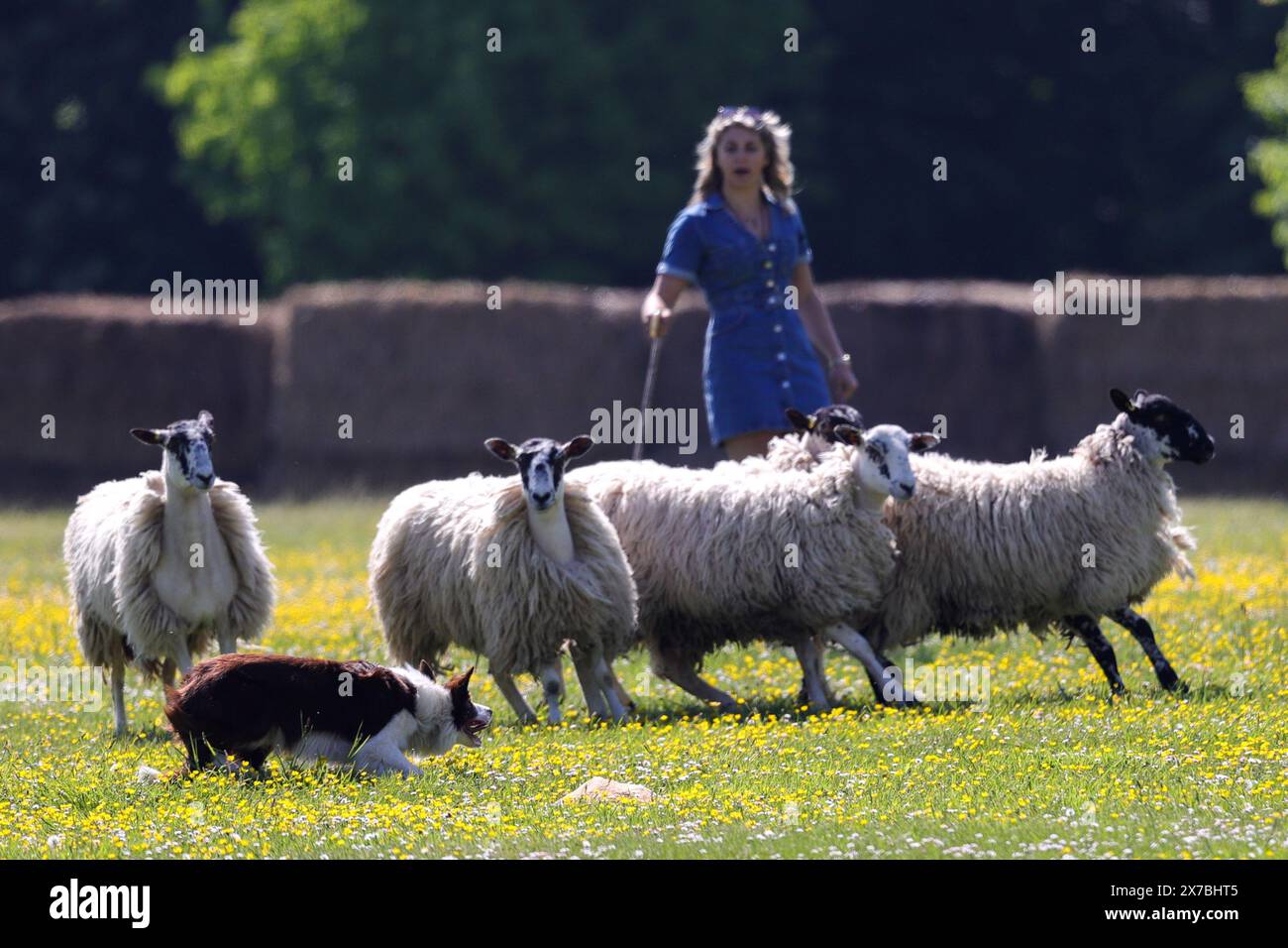 EDITORIAL USE ONLY A view of the sheepdog demonstrations at Goodwoof ...