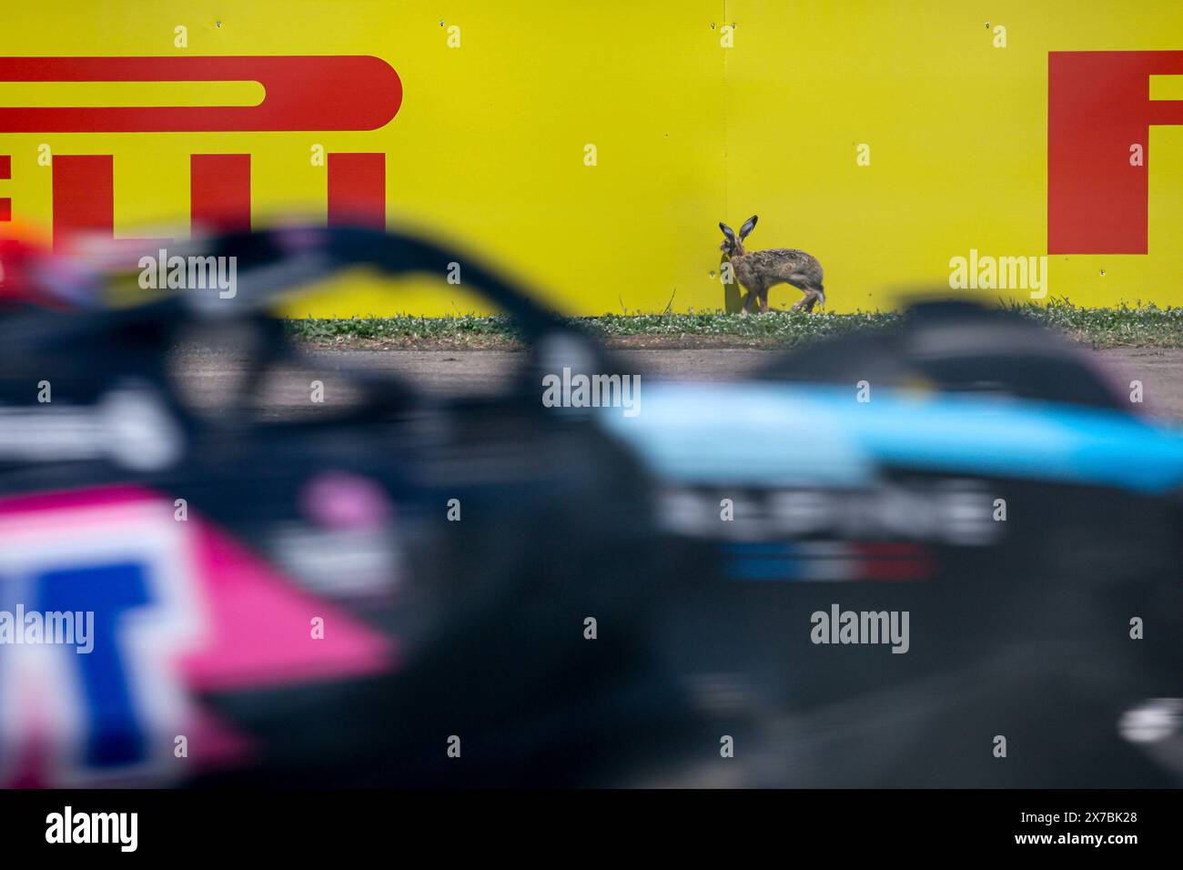 Imola, Italy. 18th May, 2024. Rabbit on the racetrack, F1 Grand Prix of ...