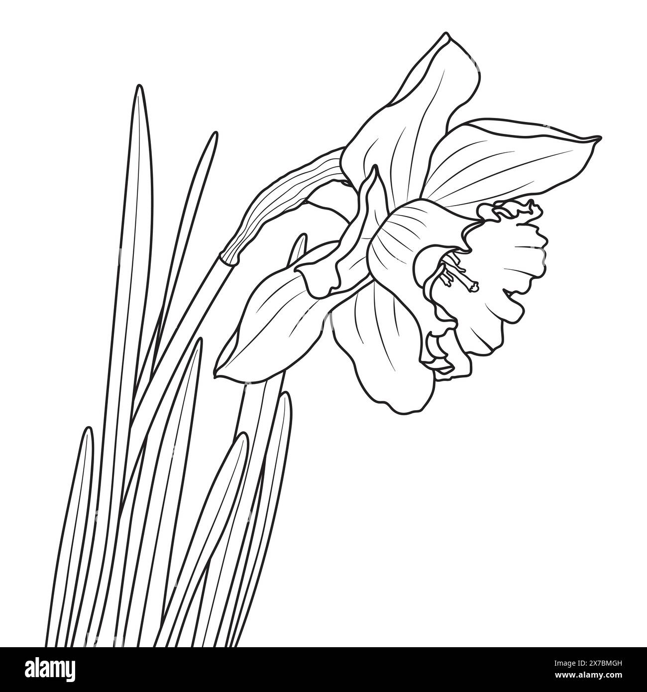 Daffodil or narcissus flower outline. Blooming spring flower vector ...