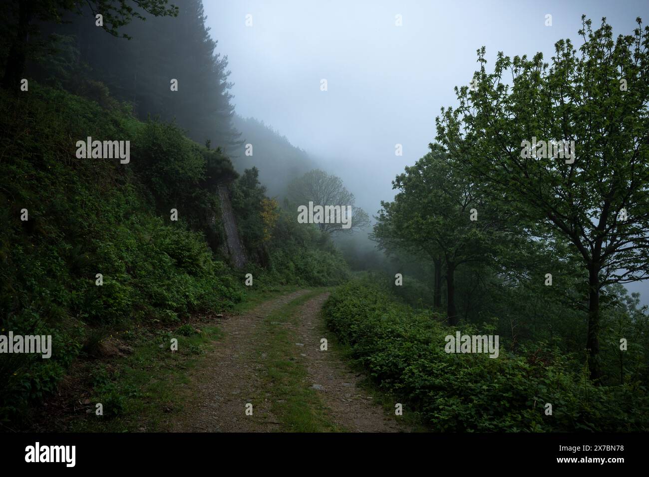 landscape, in foggy rainy day, showing a path in a mountain covered in ...