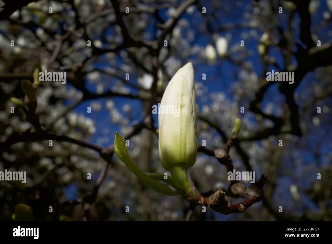 Blue flower white center hi-res stock photography and images - Alamy