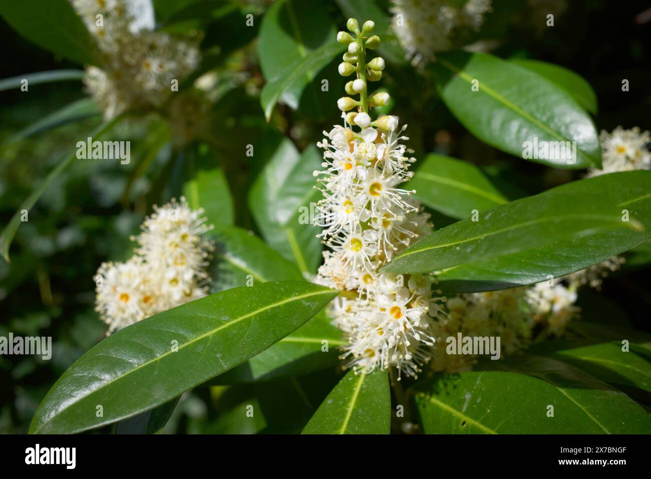 White cherry laurel Stock Photo - Alamy