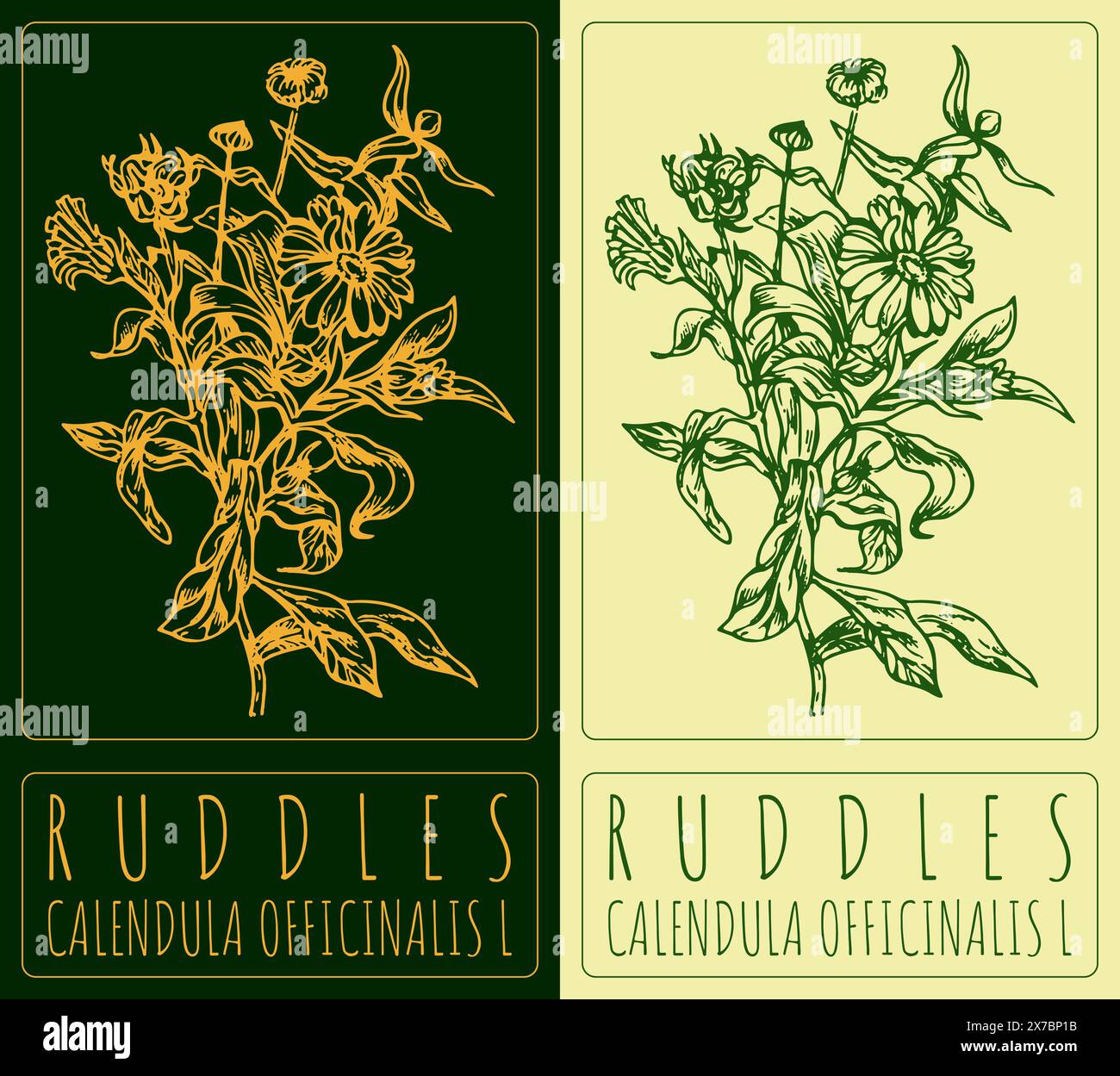 Vector drawing RUDDLES. Hand drawn illustration. The Latin name is ...
