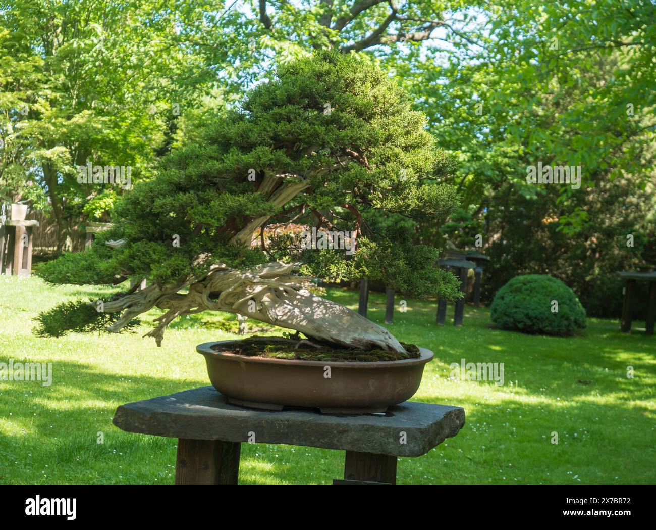 Beautiful conifer bonsai tree in Prague botanical garden. Bonsai is ...