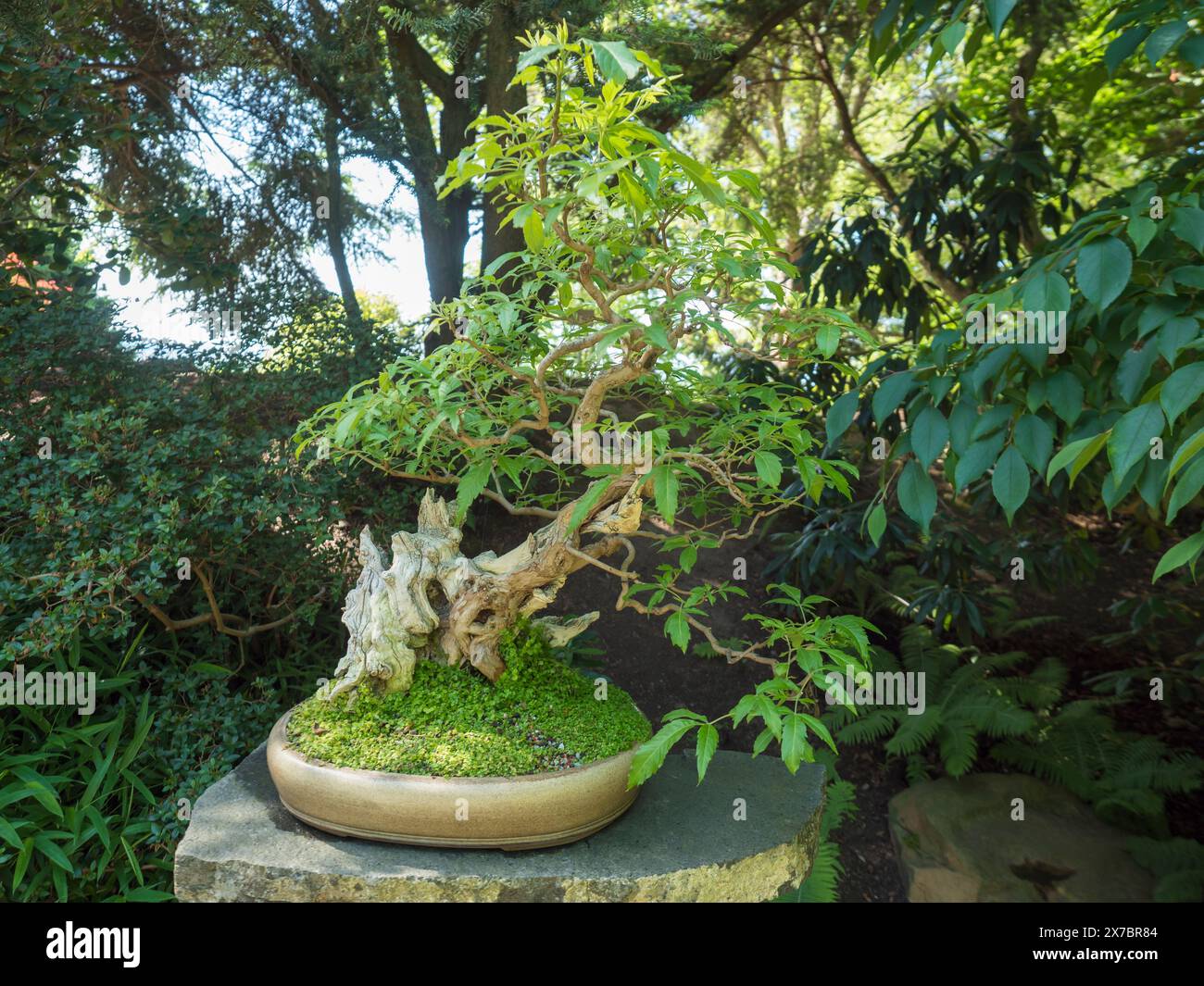 Beautiful deciduous bonsai tree in Prague botanical garden. Bonsai is ...