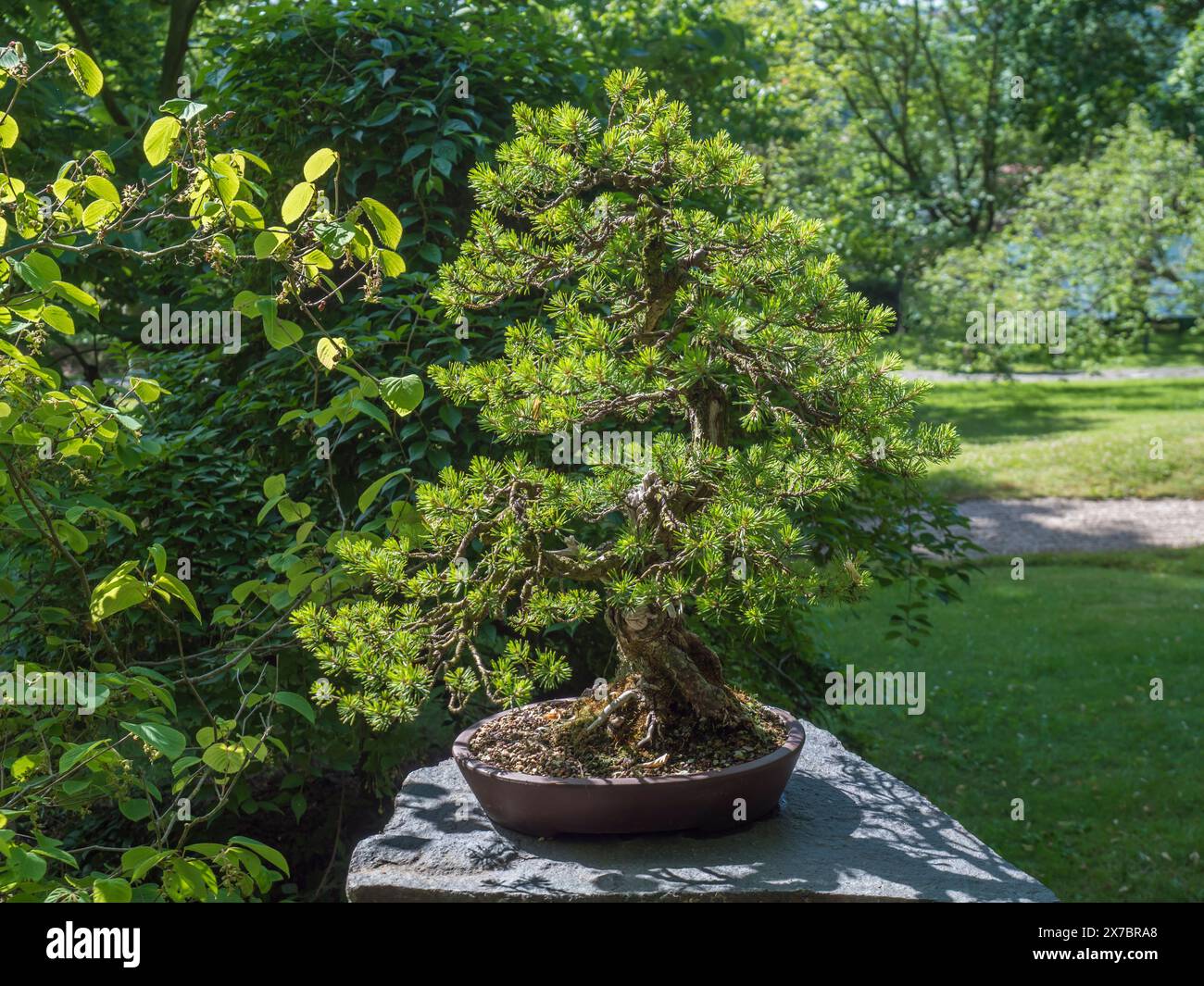 Beautiful conifer bonsai tree in Prague botanical garden. Bonsai is ...