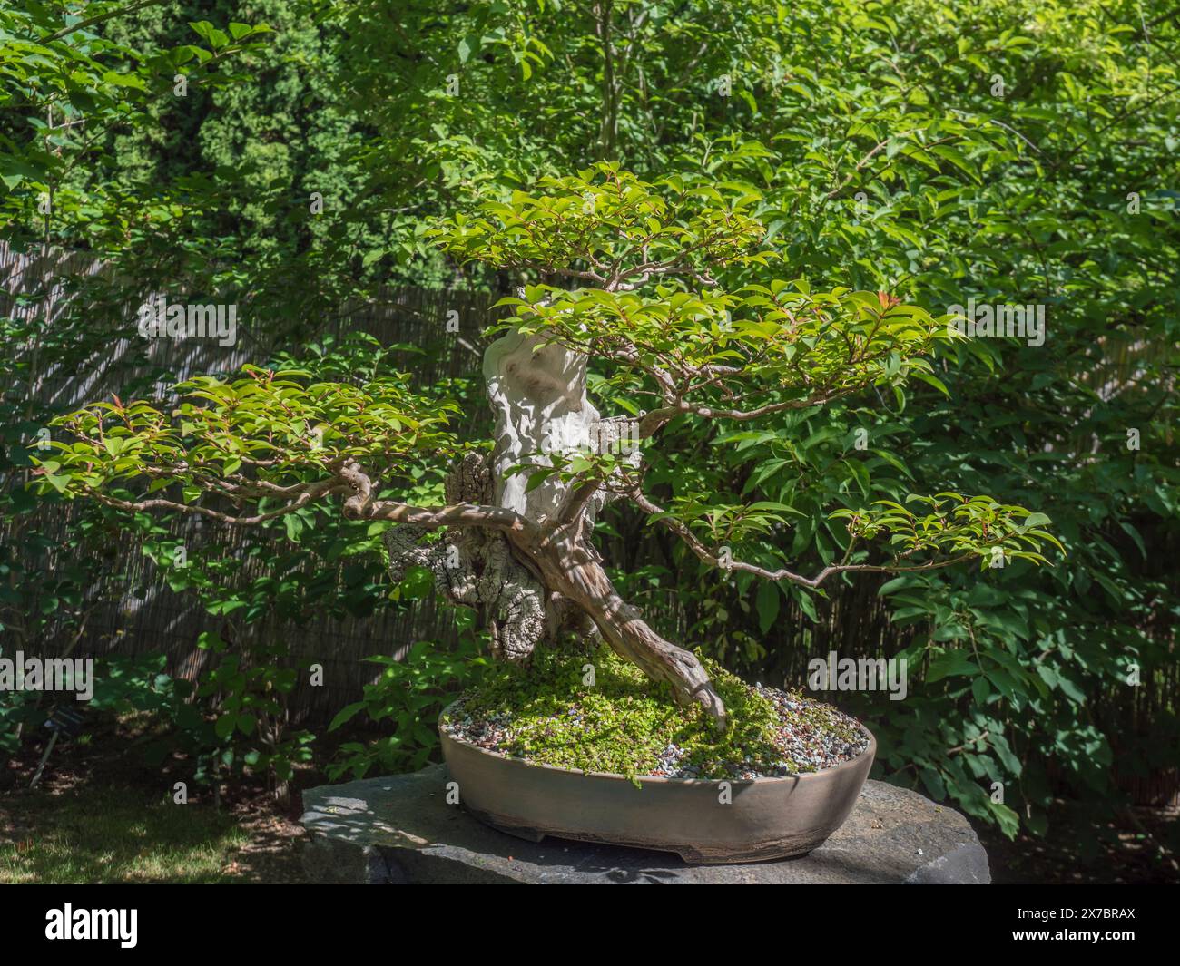 Beautiful deciduous bonsai tree in Prague botanical garden. Bonsai is ...