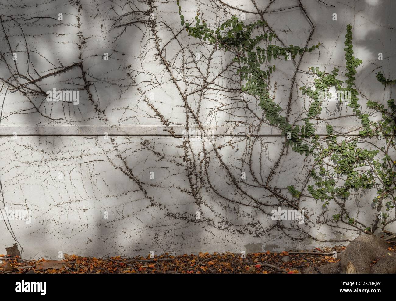 Climbing fig or Creeping fig (Ficus Pumila) the ivy plants are creeping ...