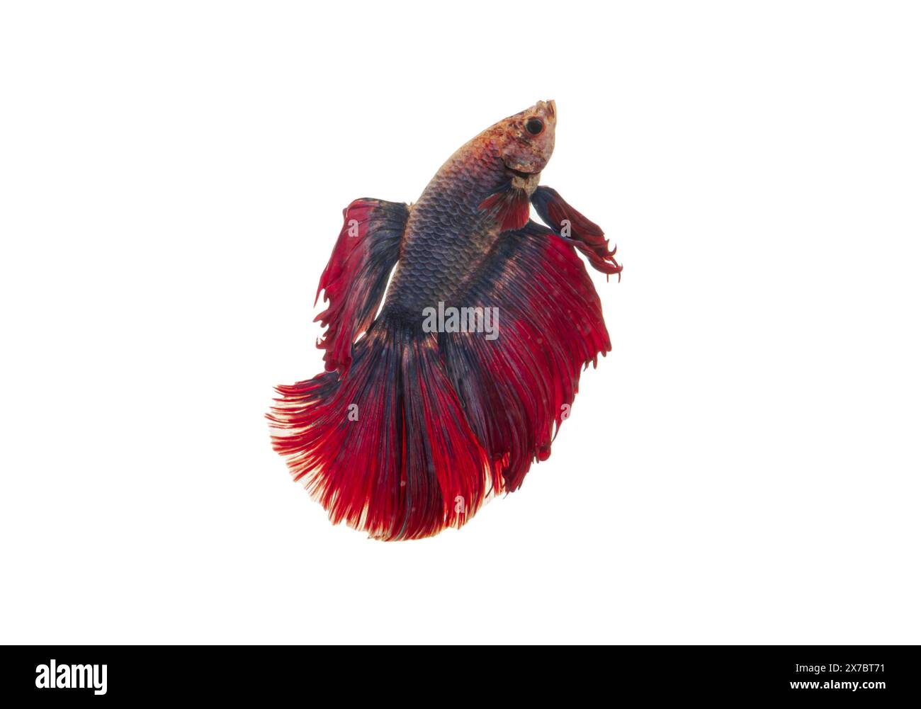 Detail of Red betta fish or Siamese fighting fish isolated on white ...
