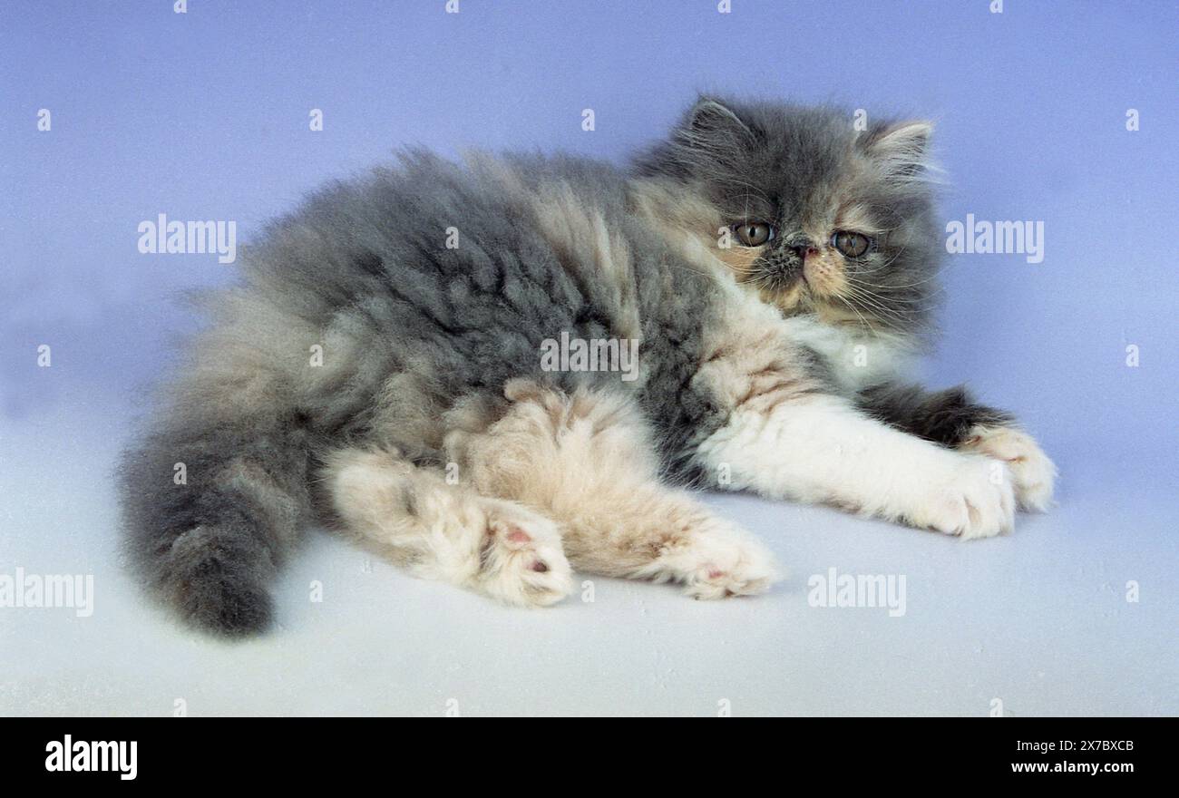 Persian Dilute Blue Tortie and White Kitten Relaxing Stock Photo - Alamy