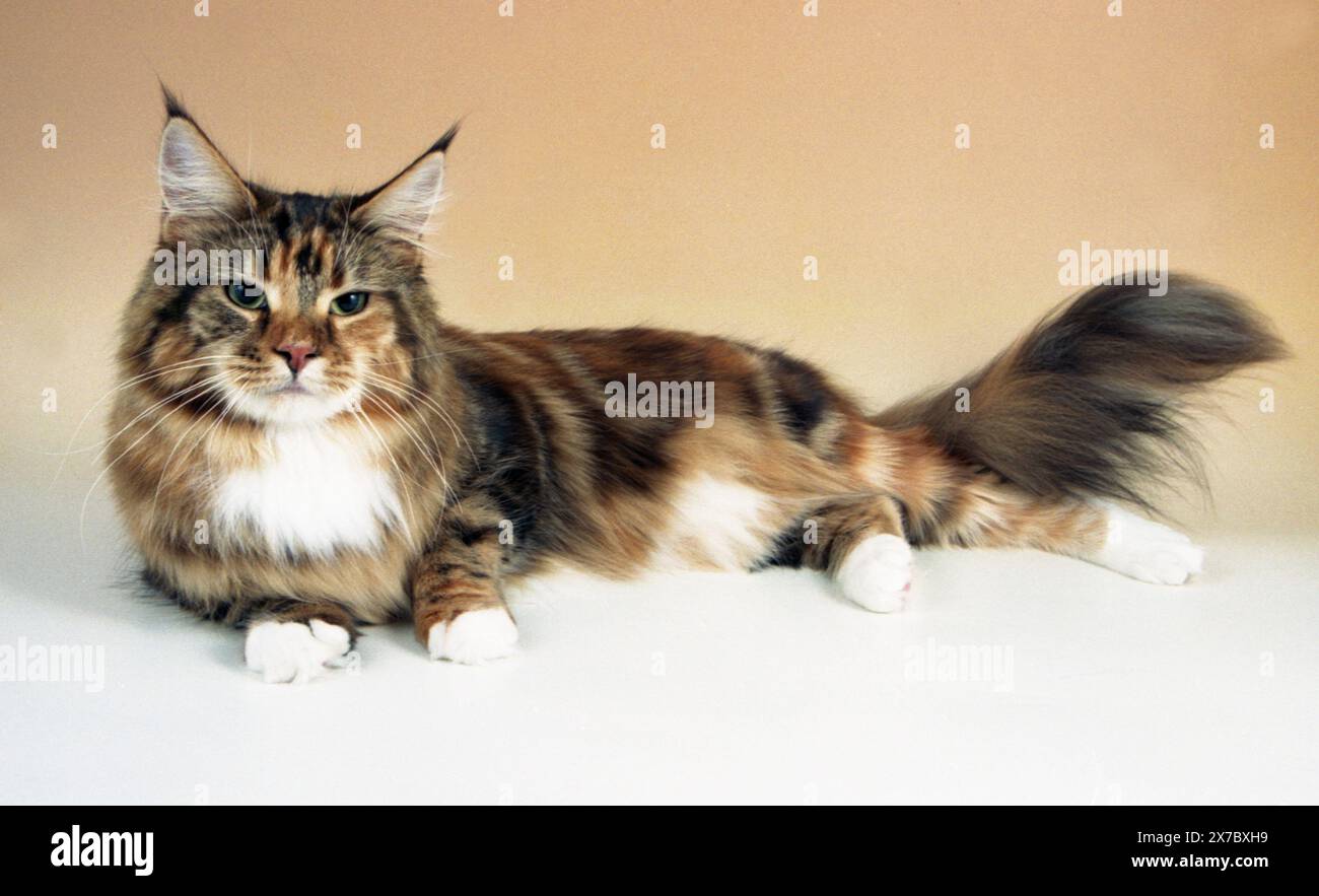 Maine Coon Tortie Tabby and White Layed on Beige Stock Photo - Alamy