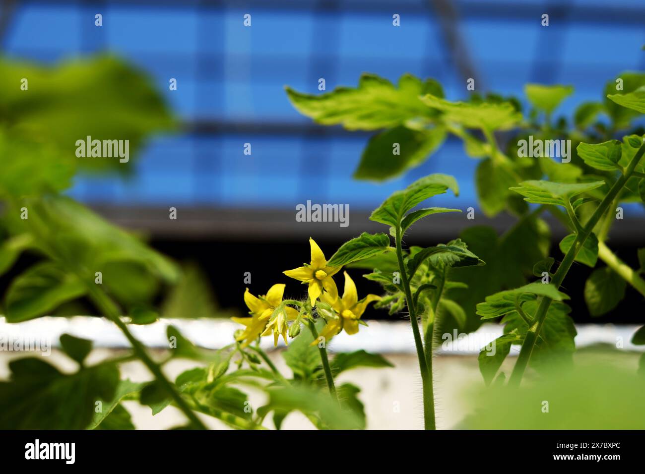 Close up of tomato flower hi-res stock photography and images - Alamy