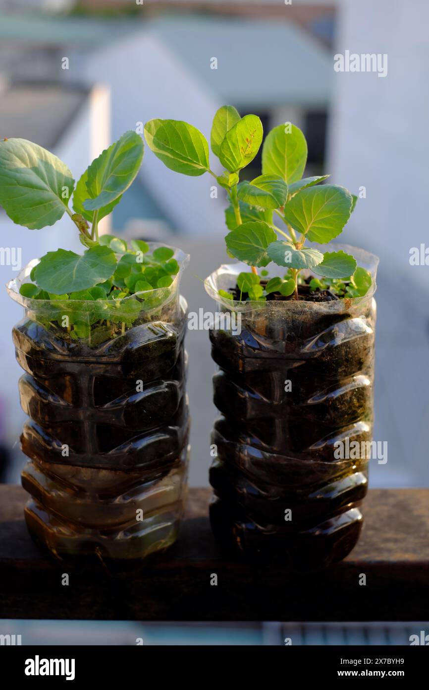 Reuse plastic bottle to make pot for plant vegetable at home garden ...